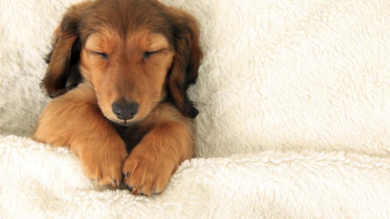 Los hábitos de sueño de los animales - Revista Toxicshock