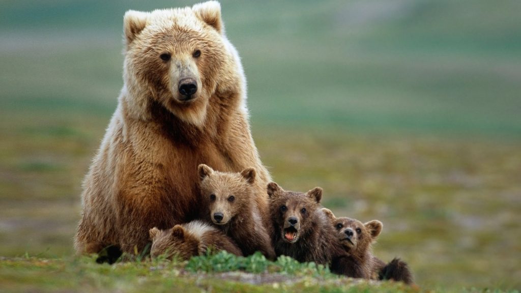 El oso pardo, la especie de oso más extendida del planeta - Revista ...