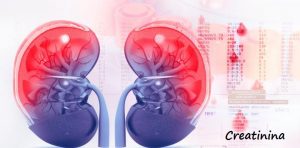 ¿Qué es la creatinina? - Revista Toxicshock