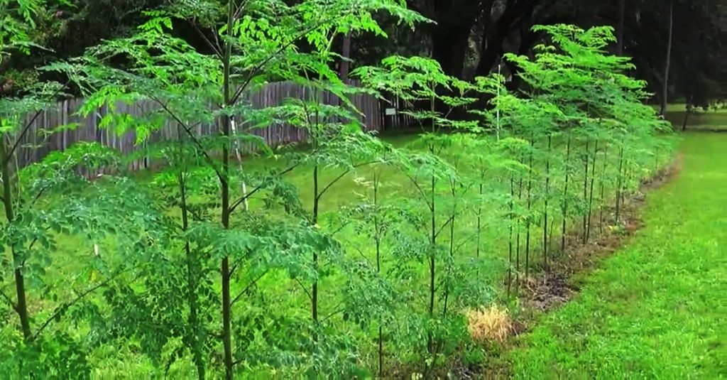 Beneficios de la Moringa - Revista Toxicshock