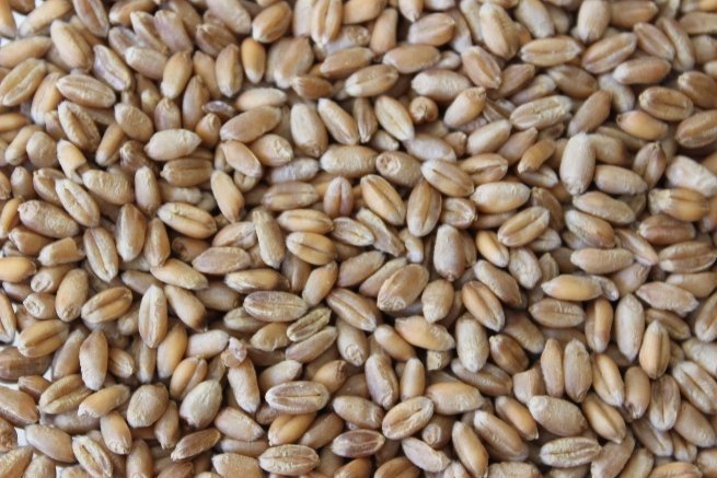 ¿Qué es la espelta? - Revista Toxicshock