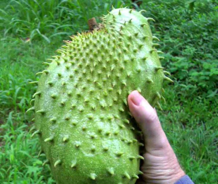 Guanábana: Una fruta rica y curativa - Revista Toxicshock